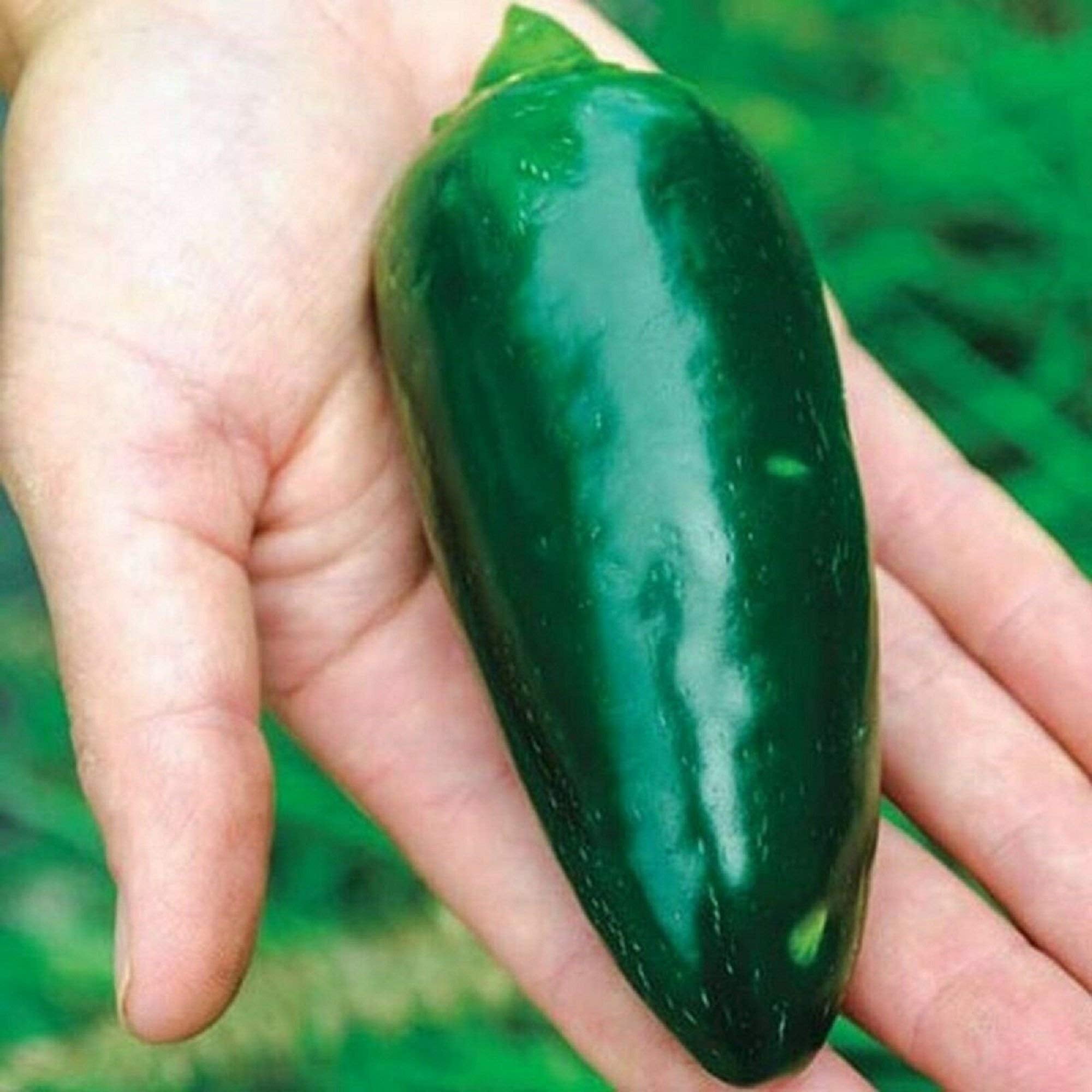 Grande Jumbo Extra Large Jalapeno Pepper Seeds"Ultimate Stuffer Pepper ...