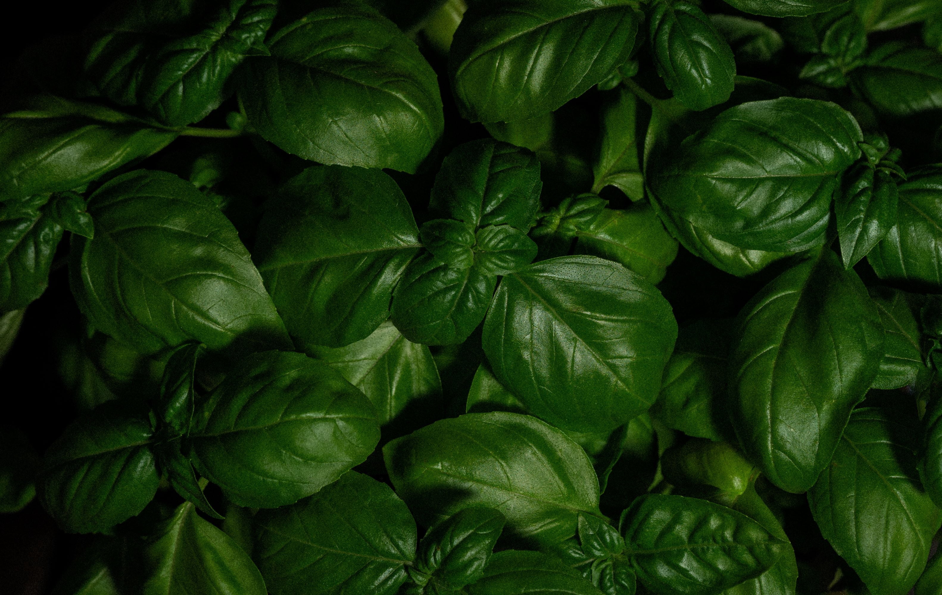 Grandi Foglie Valentino Basil/ Annual/ Full Sun/ 1200 Seeds 2 Grams ...