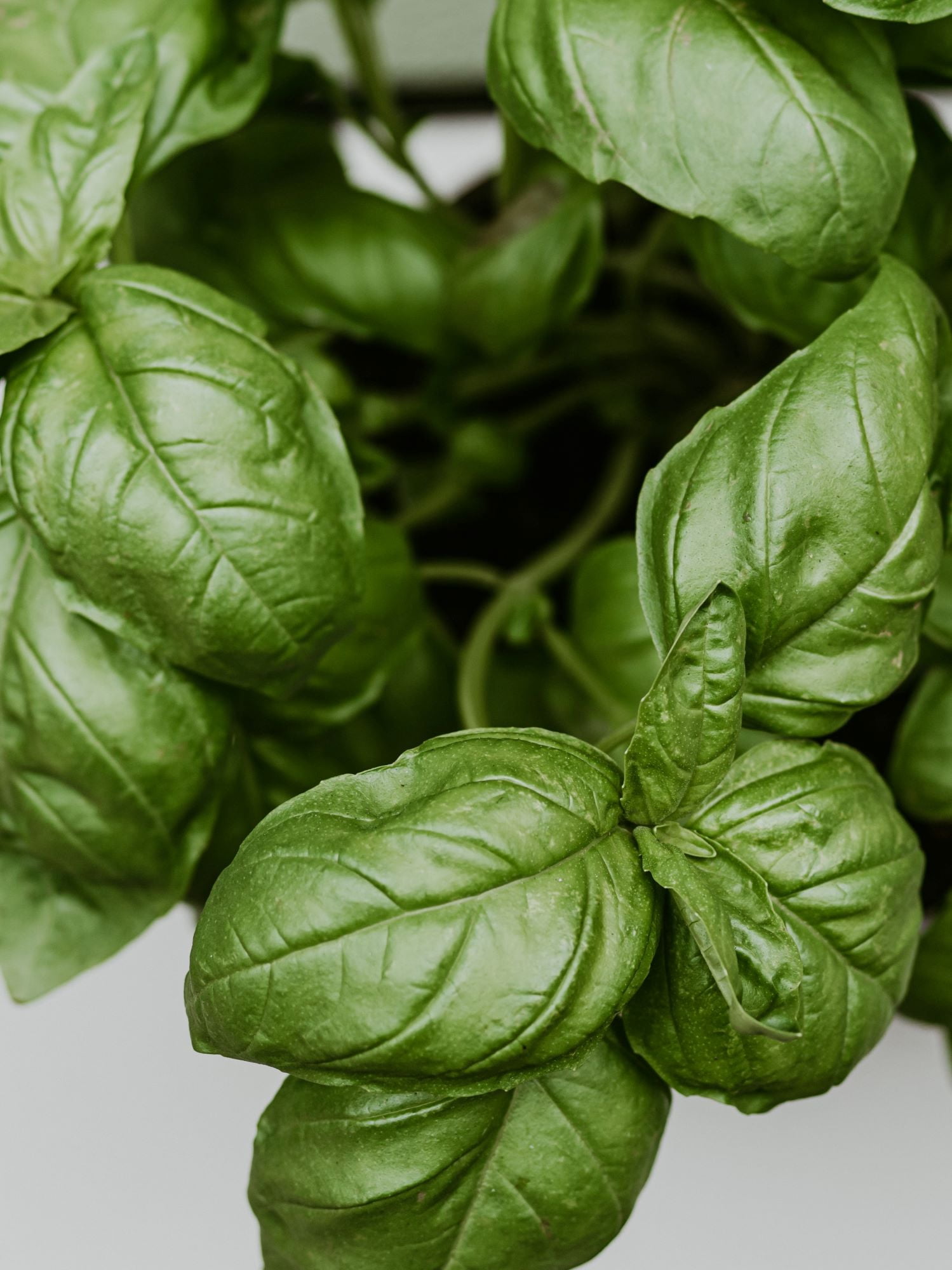 Grandi Foglie Valentino Basil/ Annual/ Full Sun/ 4200 Seeds 1/4 oz ...