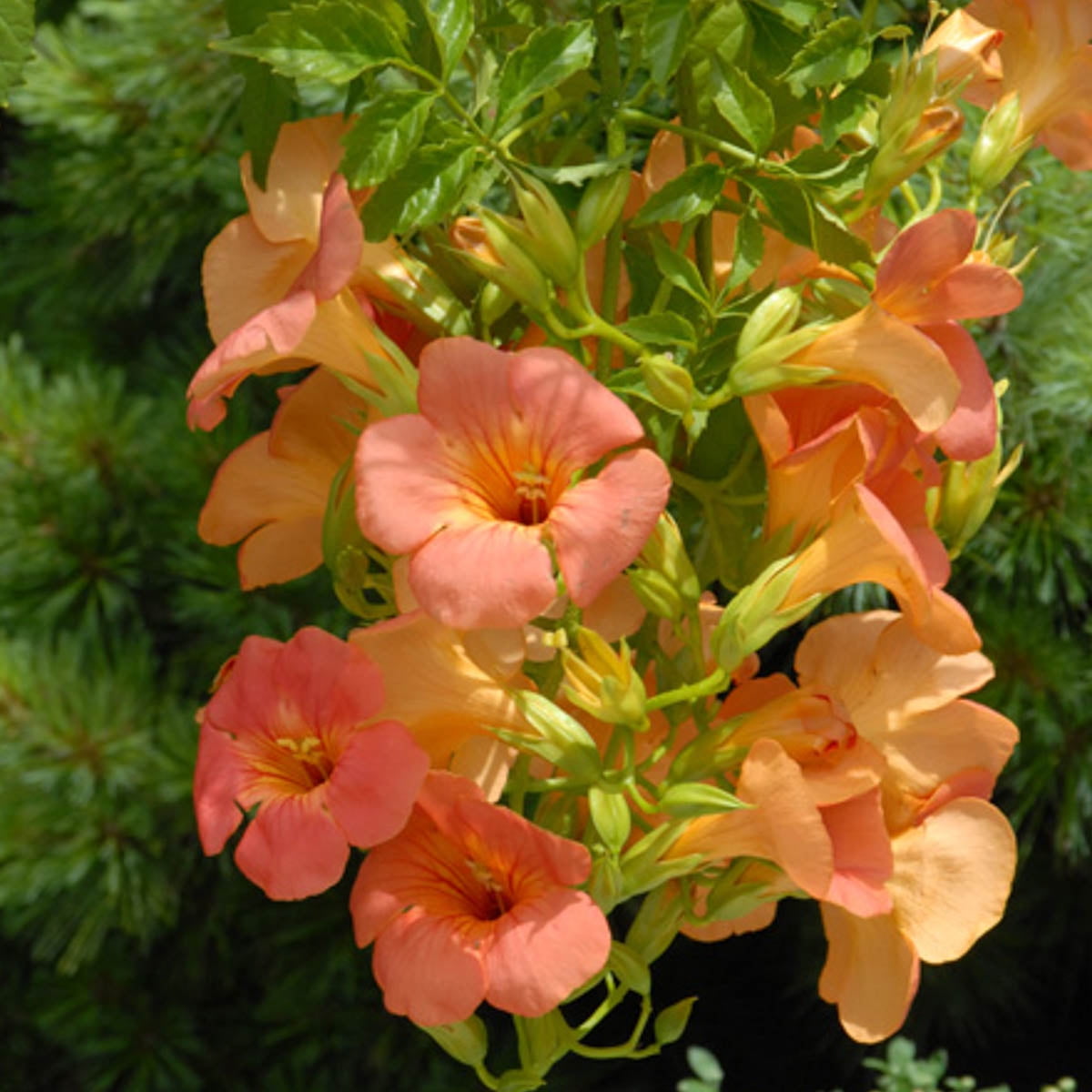 Grandiflora Trumpet Vine Campsis Bare Root Starter Plant (1-Pack ...