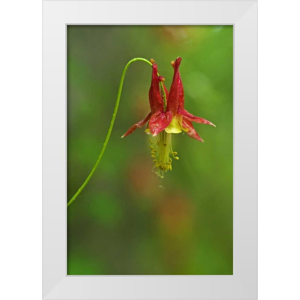 Grandmaison, Mike 23x32 White Modern Wood Framed Museum Art Print ...