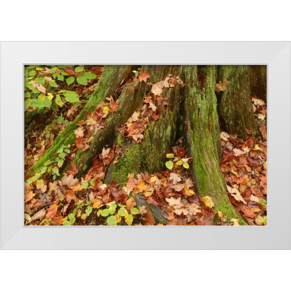 Grandmaison, Mike 24x17 White Modern Wood Framed Museum Art Print ...