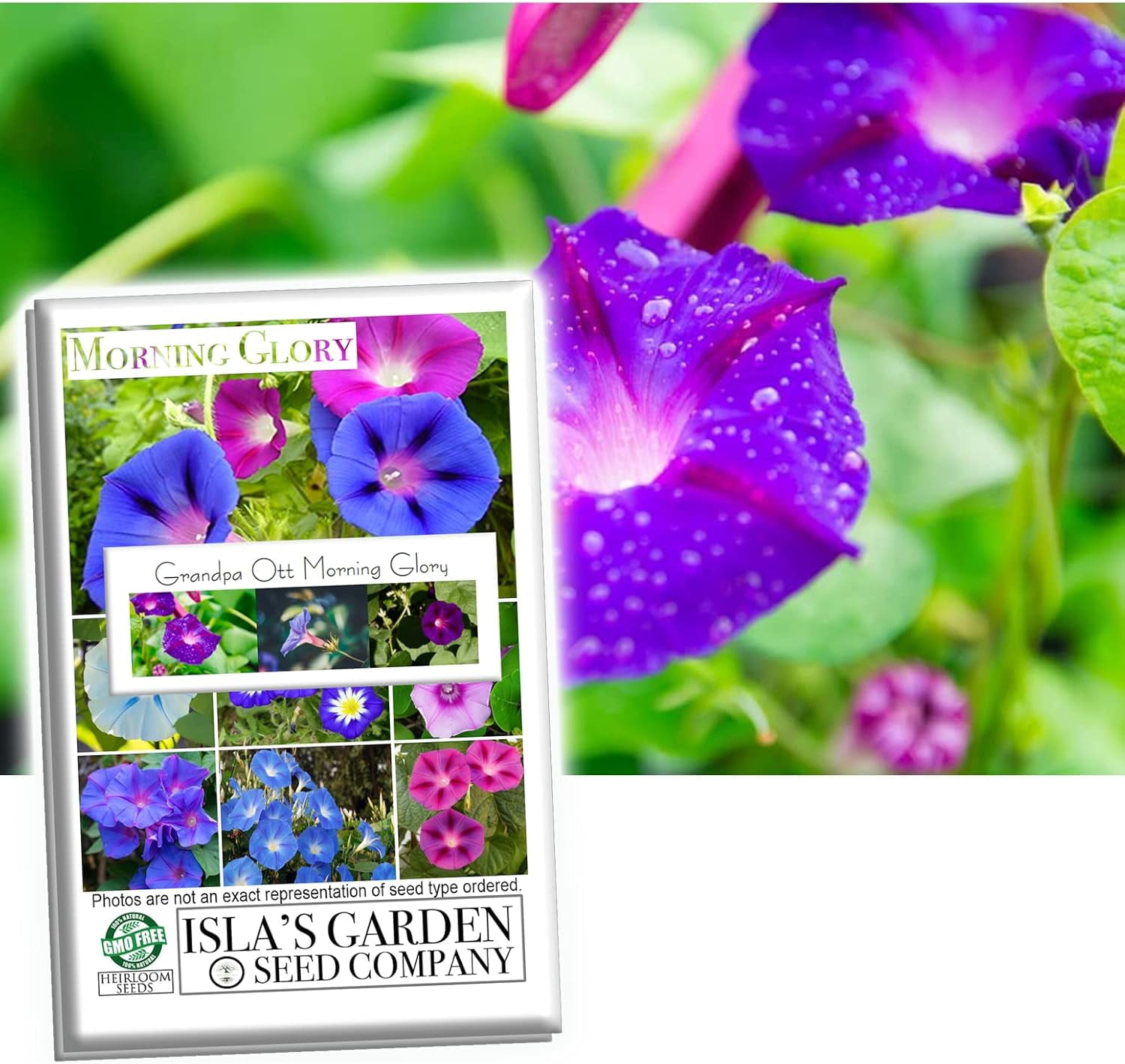 Grandpa Ott Morning Glory Seeds for Planting, 50+ Flower Seeds Per Packet Non GMO & Heirloom ...