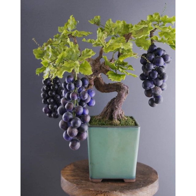 CZ Grain 50 Grape Bonsai Tree Vitis Vinifera Plant Seeds - Walmart.com