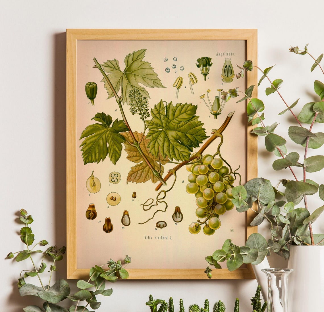 Grape Botanical Art Poster, Grape Poster, Fruit Poster, Vintage ...