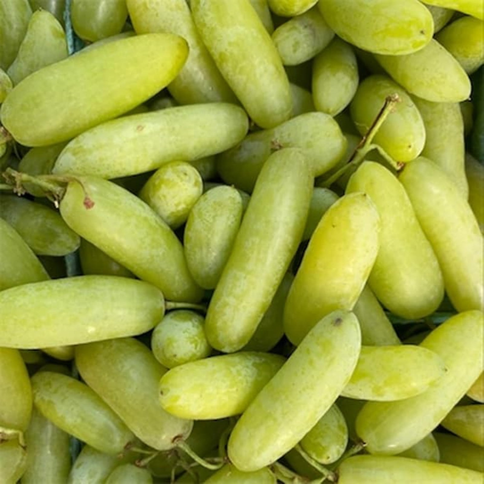 Grape Growing Bulbs For Sale,Grape Vine Plant,Grape Roots For Planting ...