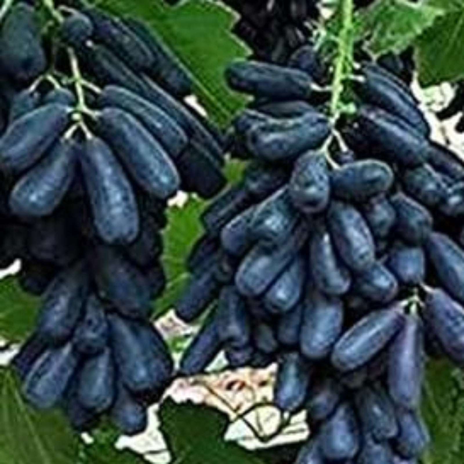 Grape Growing Bulbs For Sale,Grape Vine Plant,Grape Roots For Planting ...