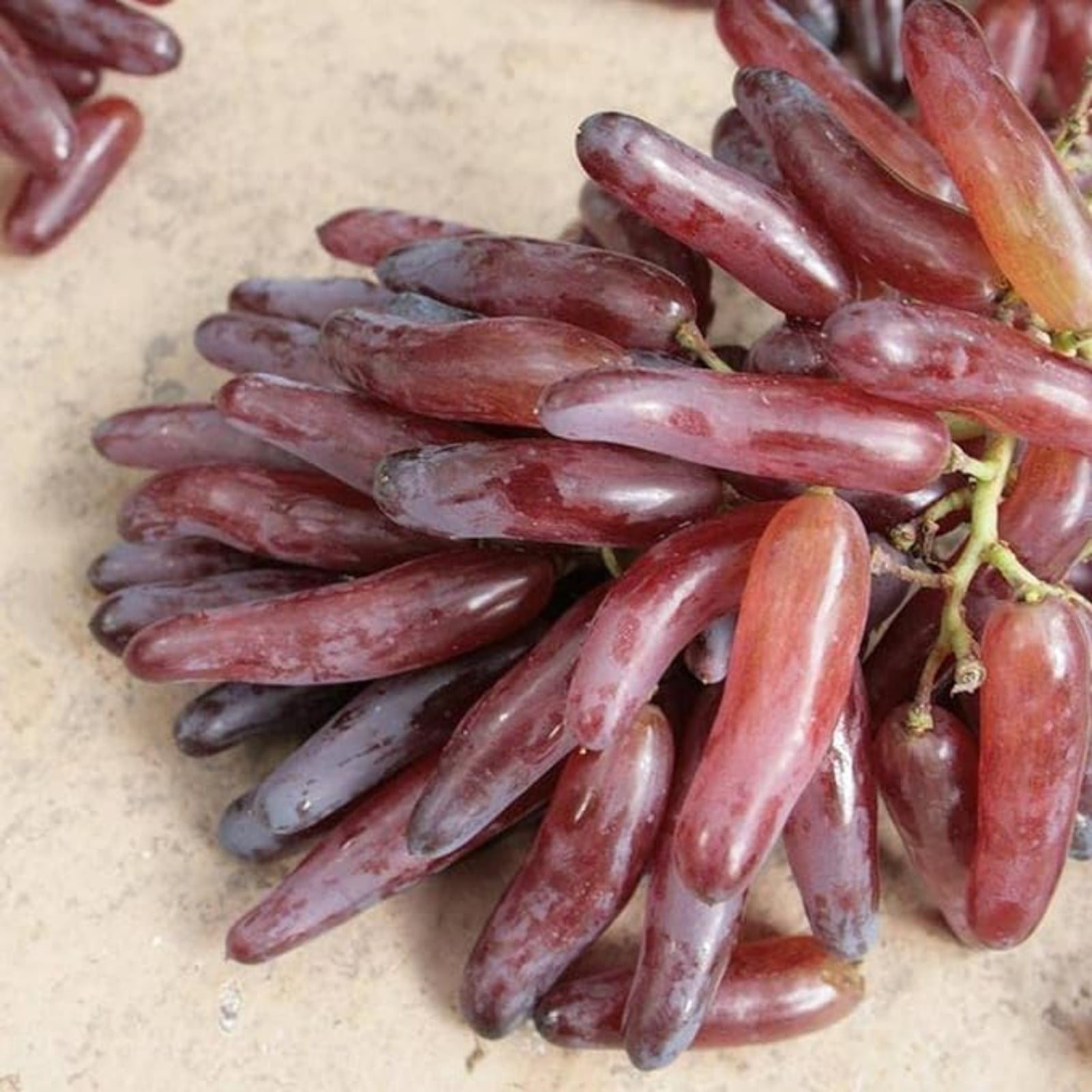 Grape Growing Bulbs For Sale,Grape Vine Plant,Grape Roots For Planting ...