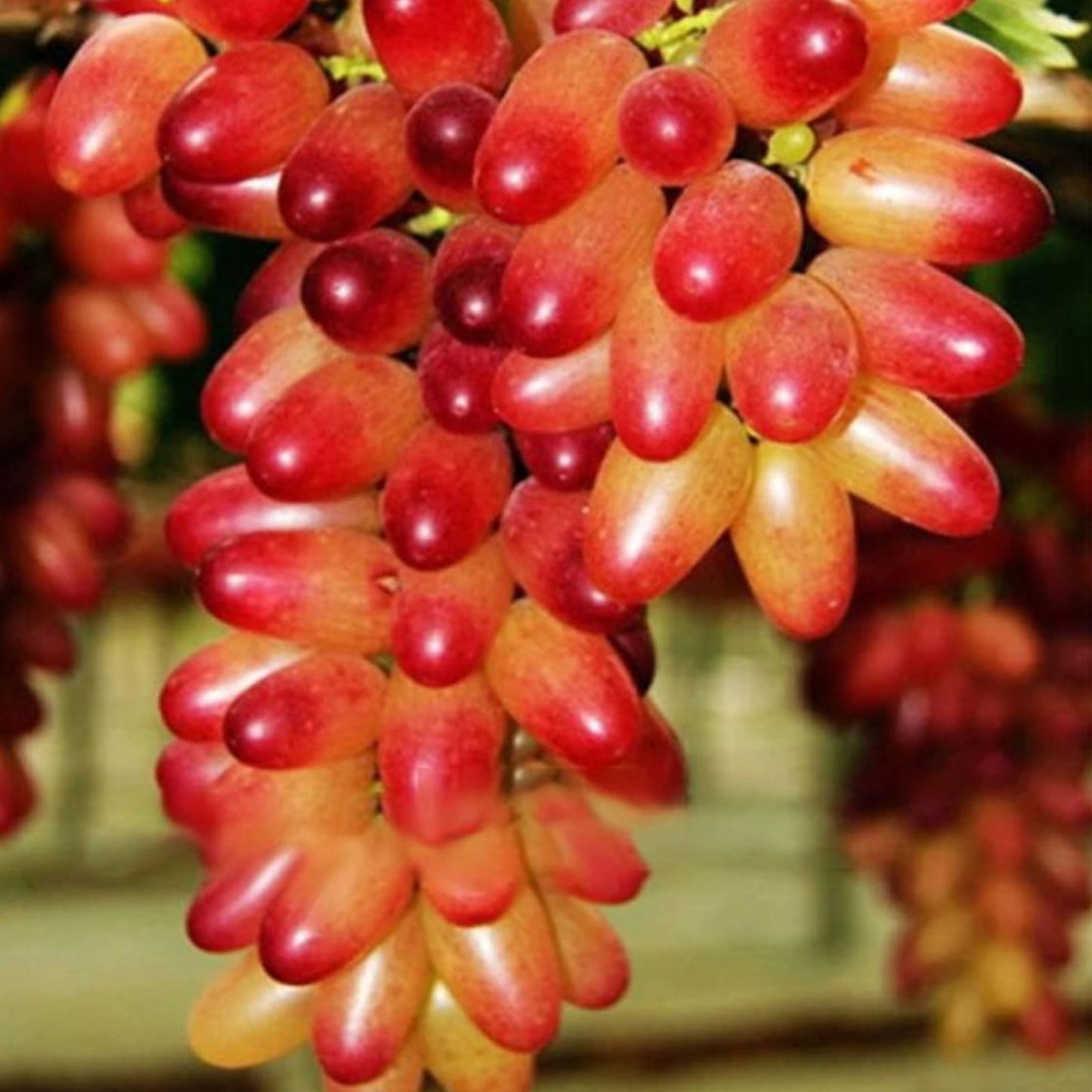 Grape Growing Bulbs For Sale,Horticulture,Grape Vine Plant,Professional ...