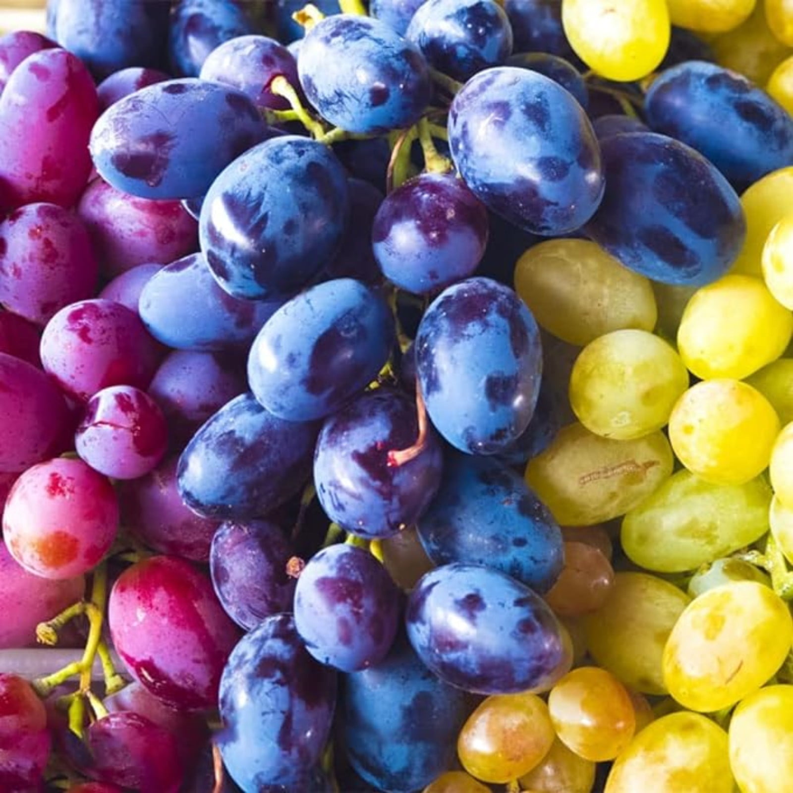 Grape Growing Bulbs For Sale,Horticulture,Grape Vine Plant,Professional ...