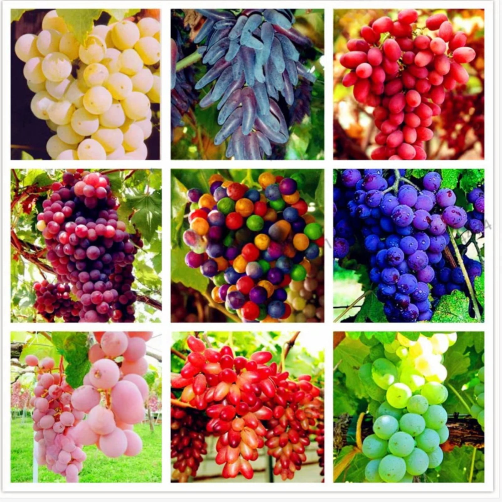 Grape Growing Bulbs For Sale,Horticulture,Grape Vine Plant,Professional ...