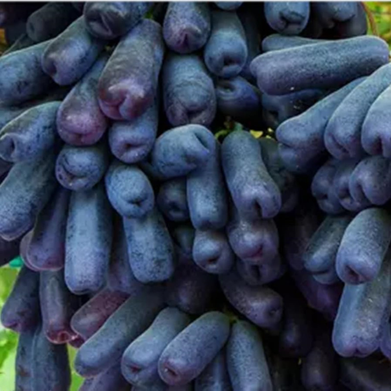 Grape Growing Bulbs For Sale,Horticulture,Grape Vine Plant,Professional ...