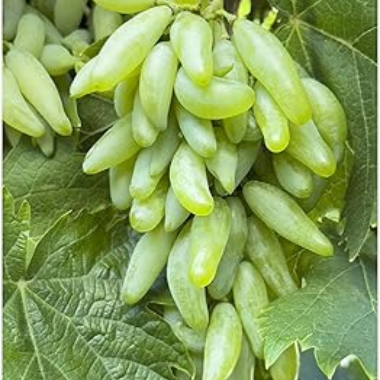 Grape Growing Bulbs For Sale,Professional Planting,Grape Roots For ...