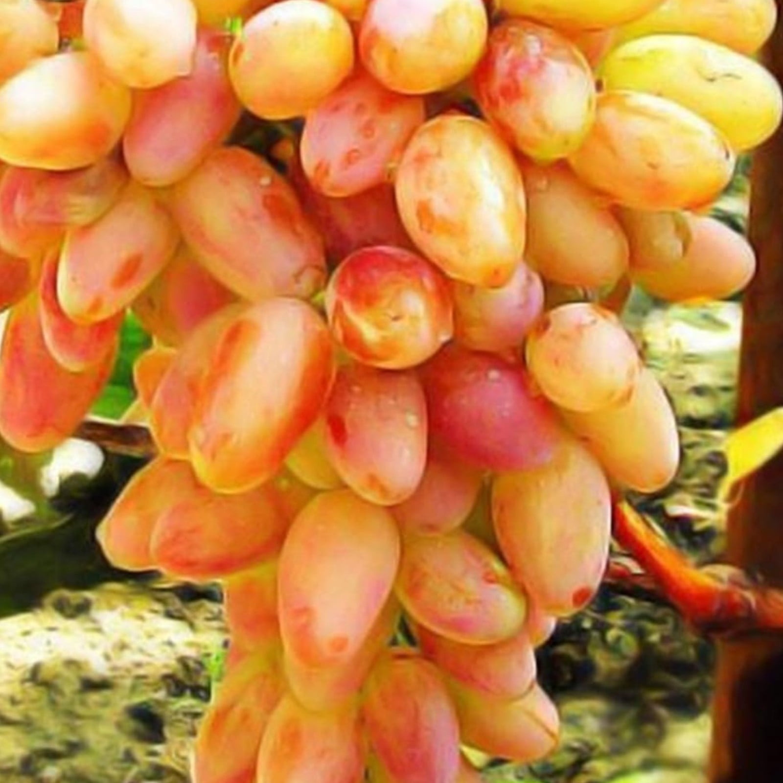 Grape Growing Bulbs For Sale,Professional Planting,Grape Roots For ...