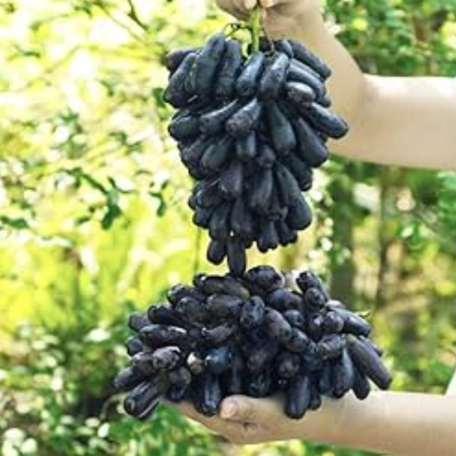 Grape Growing Bulbs For Sale,Horticulture,Grape Vine Plant,Professional ...