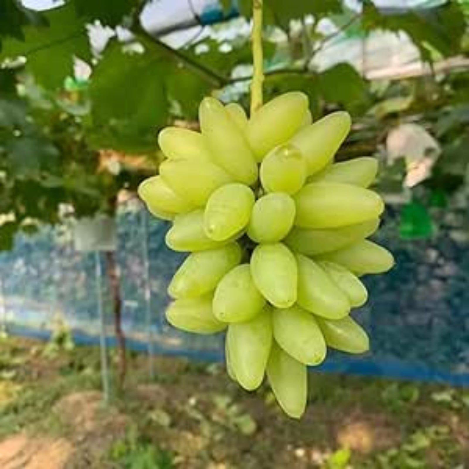 Grape Growing Bulbs For Sale,Horticulture,Grape Vine Plant,Professional ...
