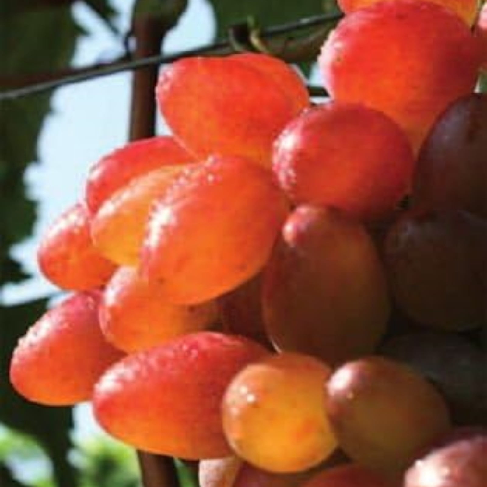 Grape Growing Bulbs For Sale,Horticulture,Grape Vine Plant,Professional ...