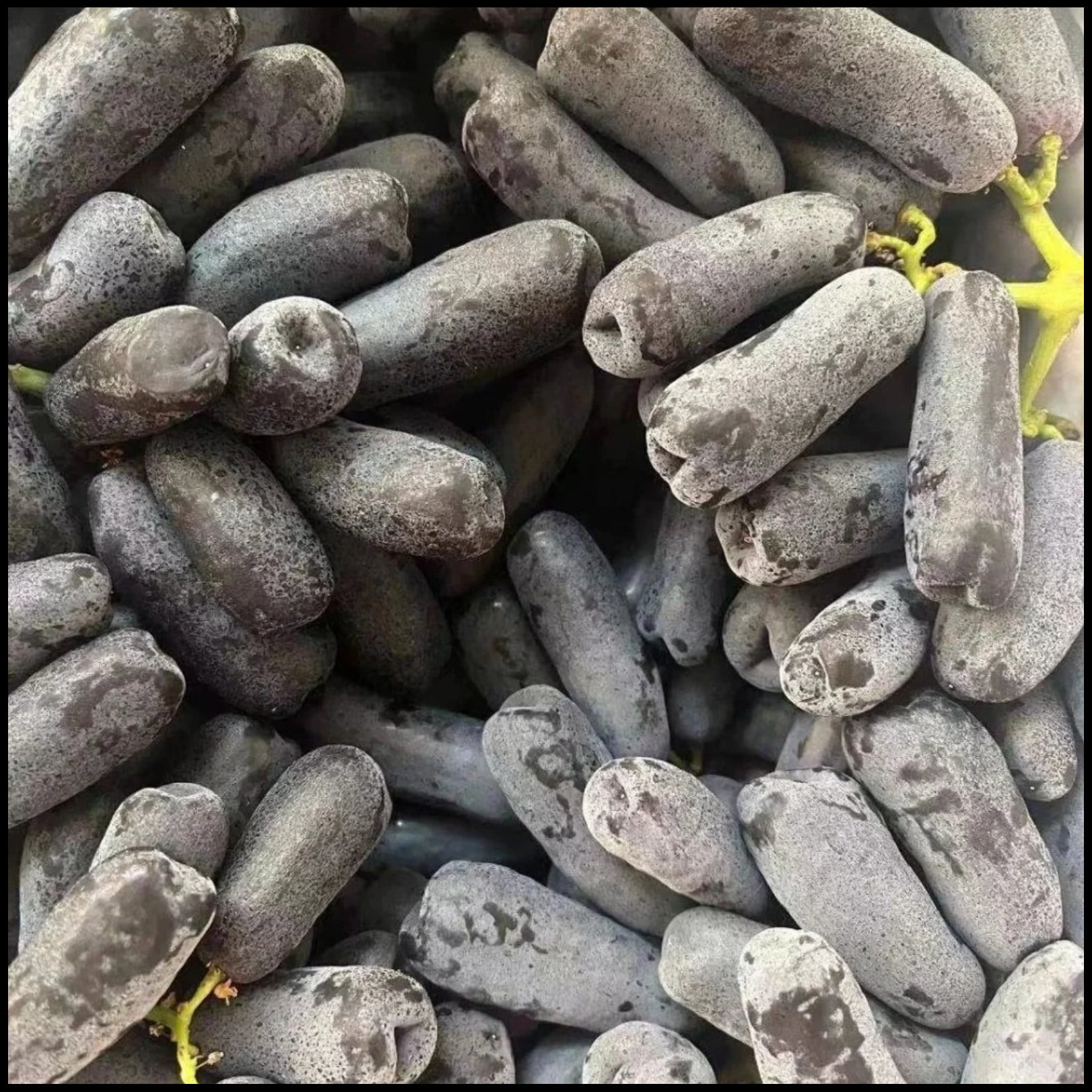 Grape Growing Bulbs For Sale,Professional Planting,Grape Roots For ...