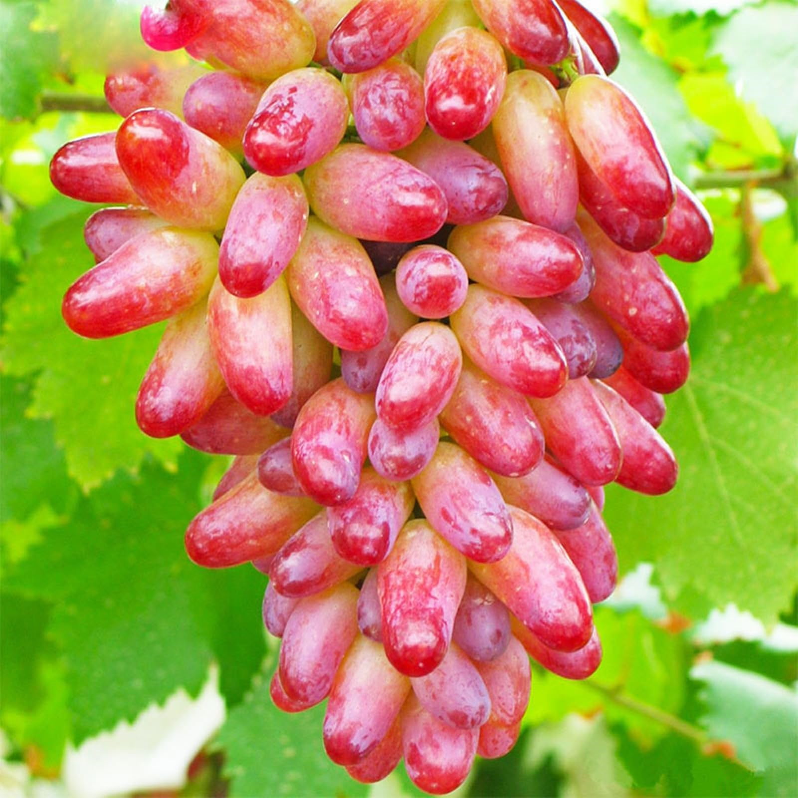 Grape Growing Bulbs For Sale,Professional Planting,Grape Roots For ...