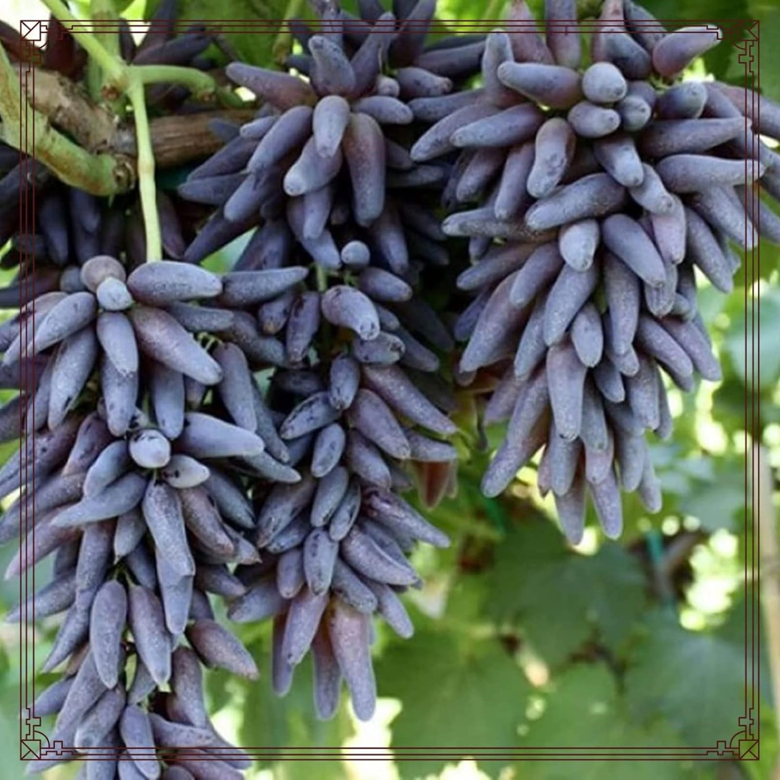 Grape Growing Bulbs For Sale,Professional Planting,Grape Roots For ...