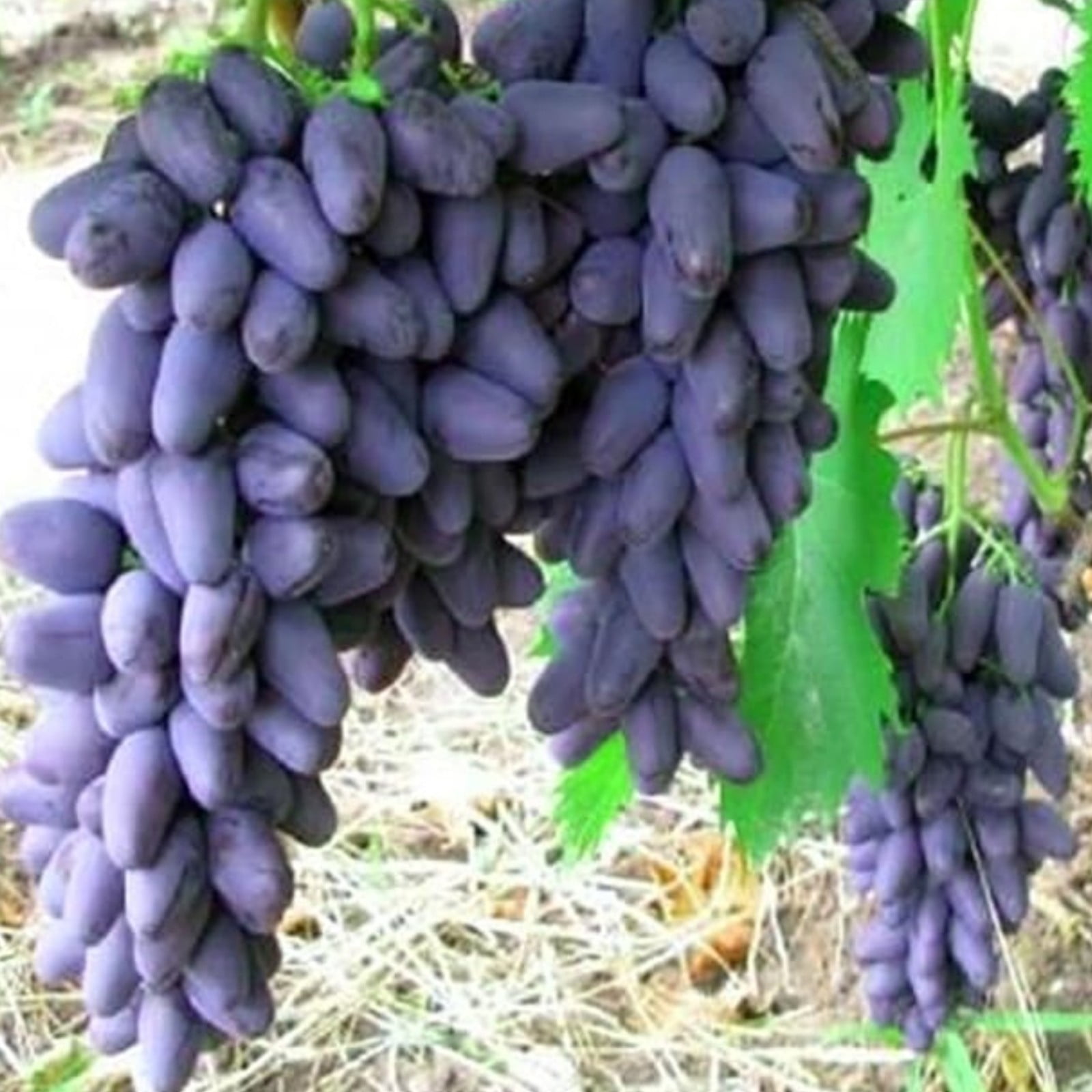 Grape Growing Bulbs For Sale,Professional Planting,Grape Roots For ...