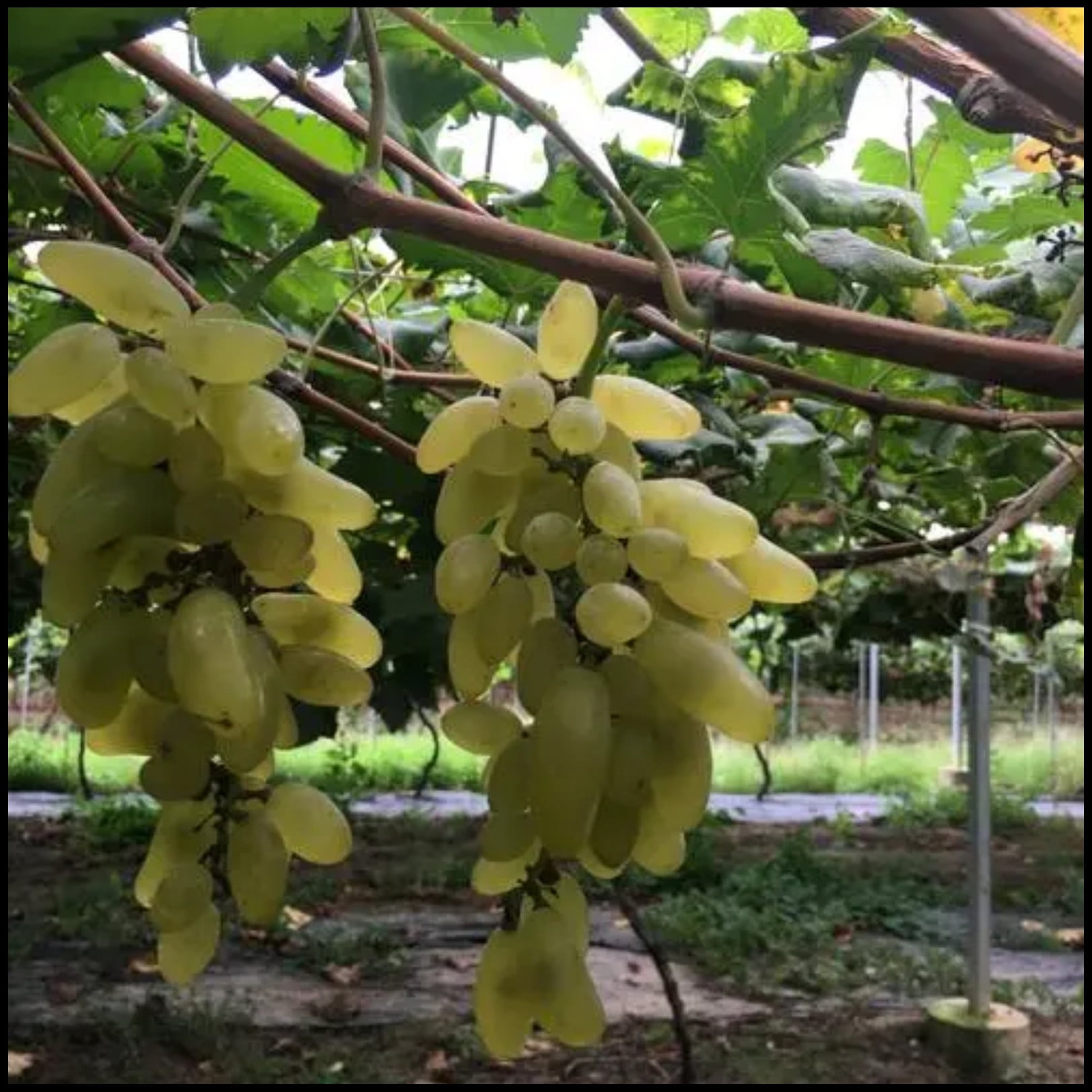 Grape Growing Bulbs For Sale,Professional Planting,Grape Roots For ...