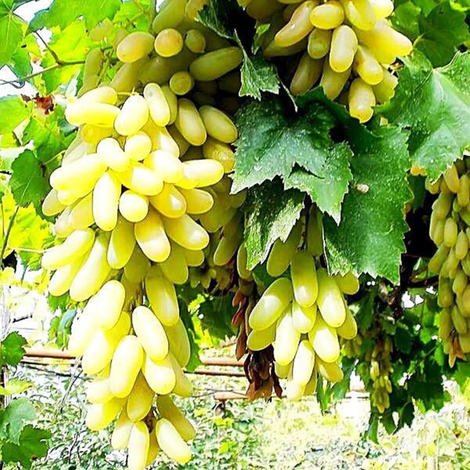 Grape Growing Bulbs For Sale,Professional Planting,Grape Roots For ...
