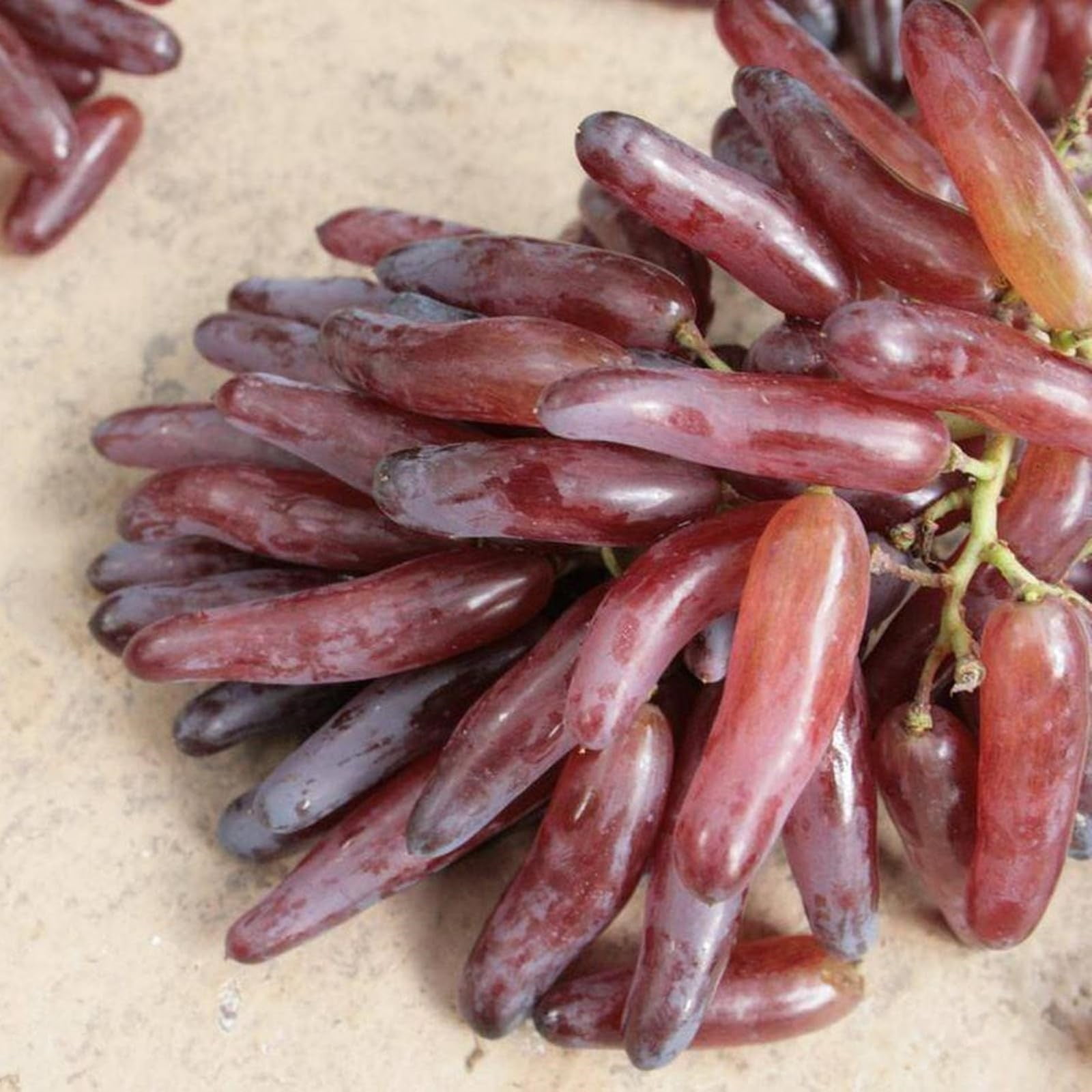 Grape Growing Bulbs For Sale,Professional Planting,Horticulture,Grape ...