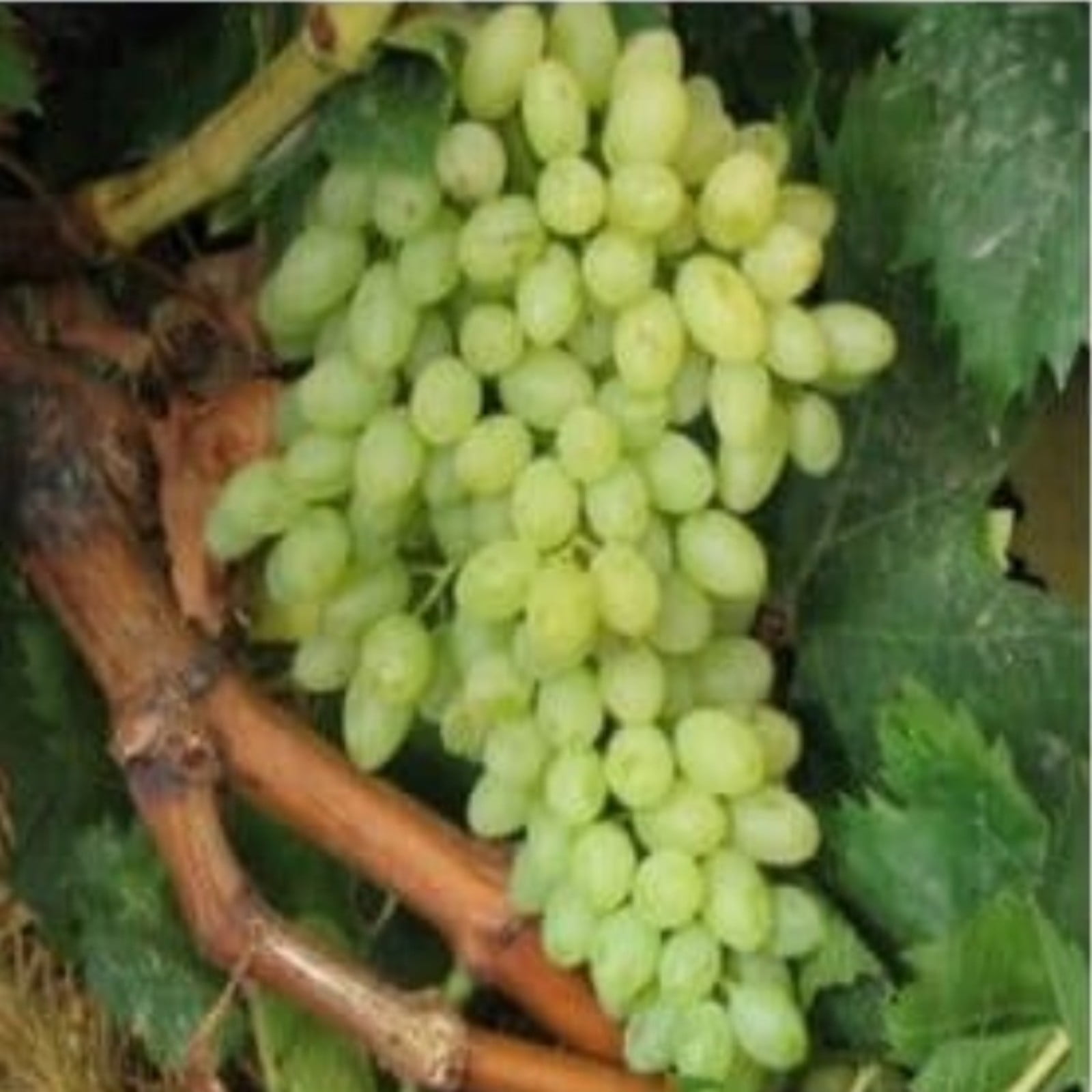 Grape Growing Bulbs For Sale,Professional Planting,Horticulture,Grape ...