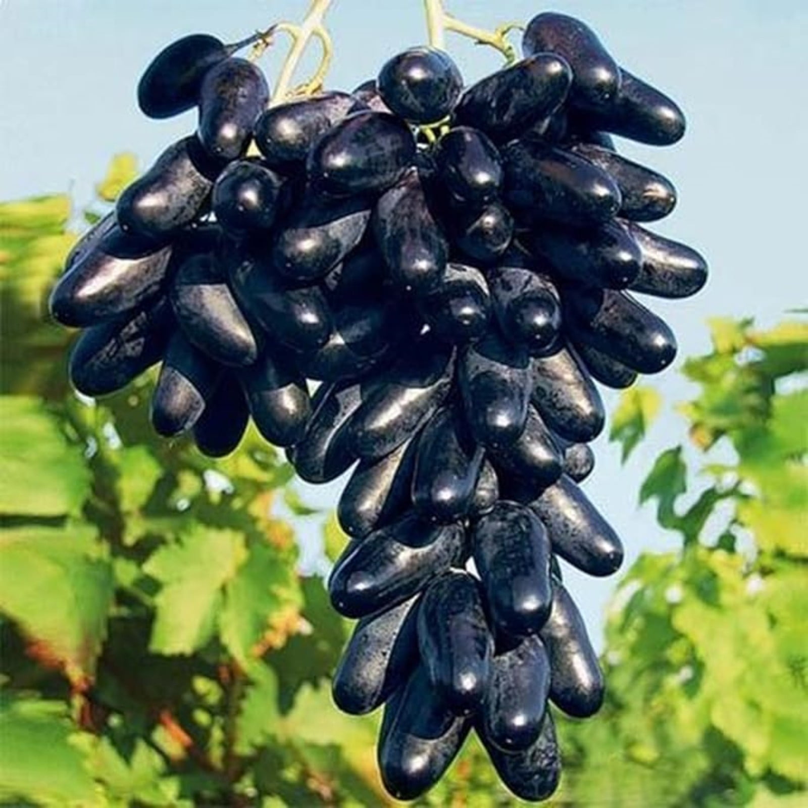 Grape Growing Bulbs For Sale,Professional Planting,Horticulture,Grape ...