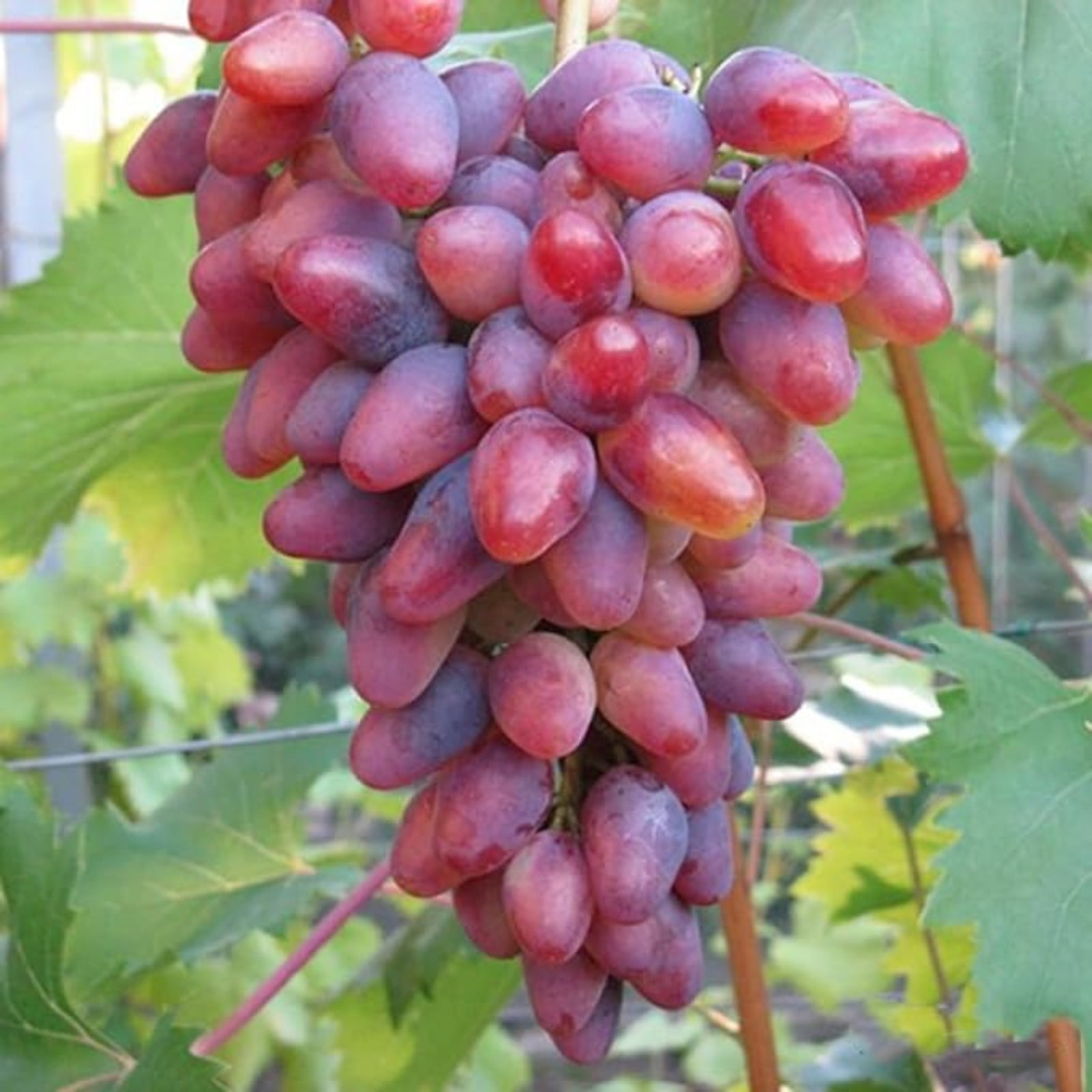 Grape Growing Bulbs For Sale,Professional Planting,Horticulture,Grape ...