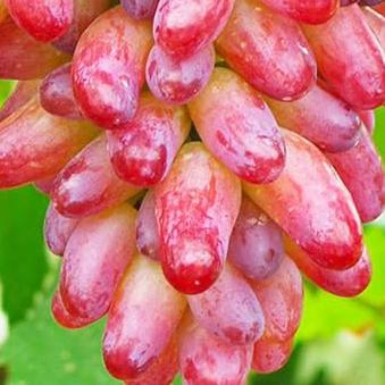 Grape Growing Bulbs For Sale,Professional Planting,Horticulture,Grape ...