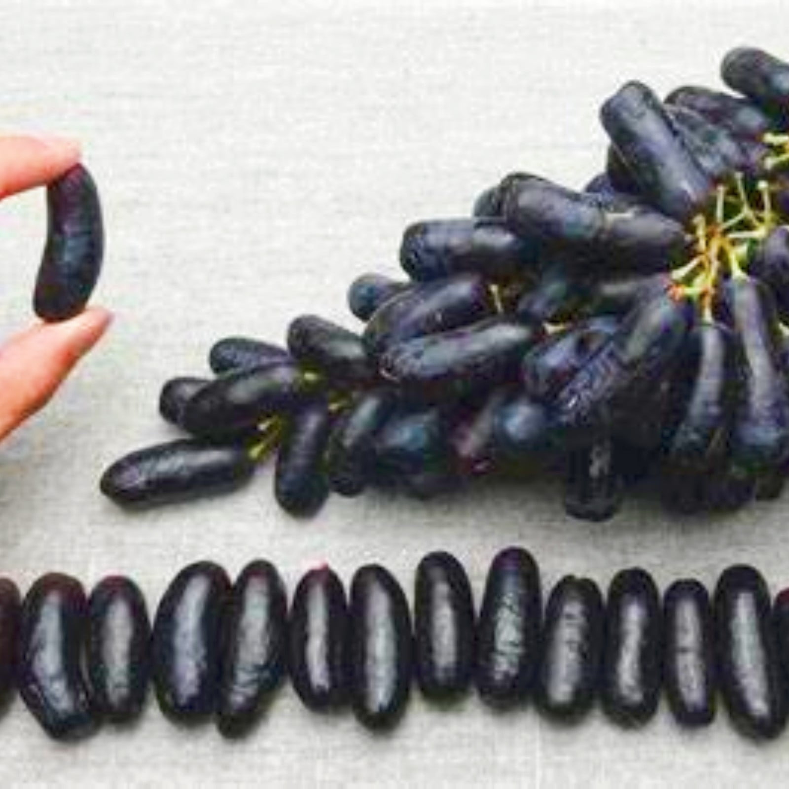 Grape Growing Grape Bare Root Grape Vine Plant For Sale Grape Roots For ...