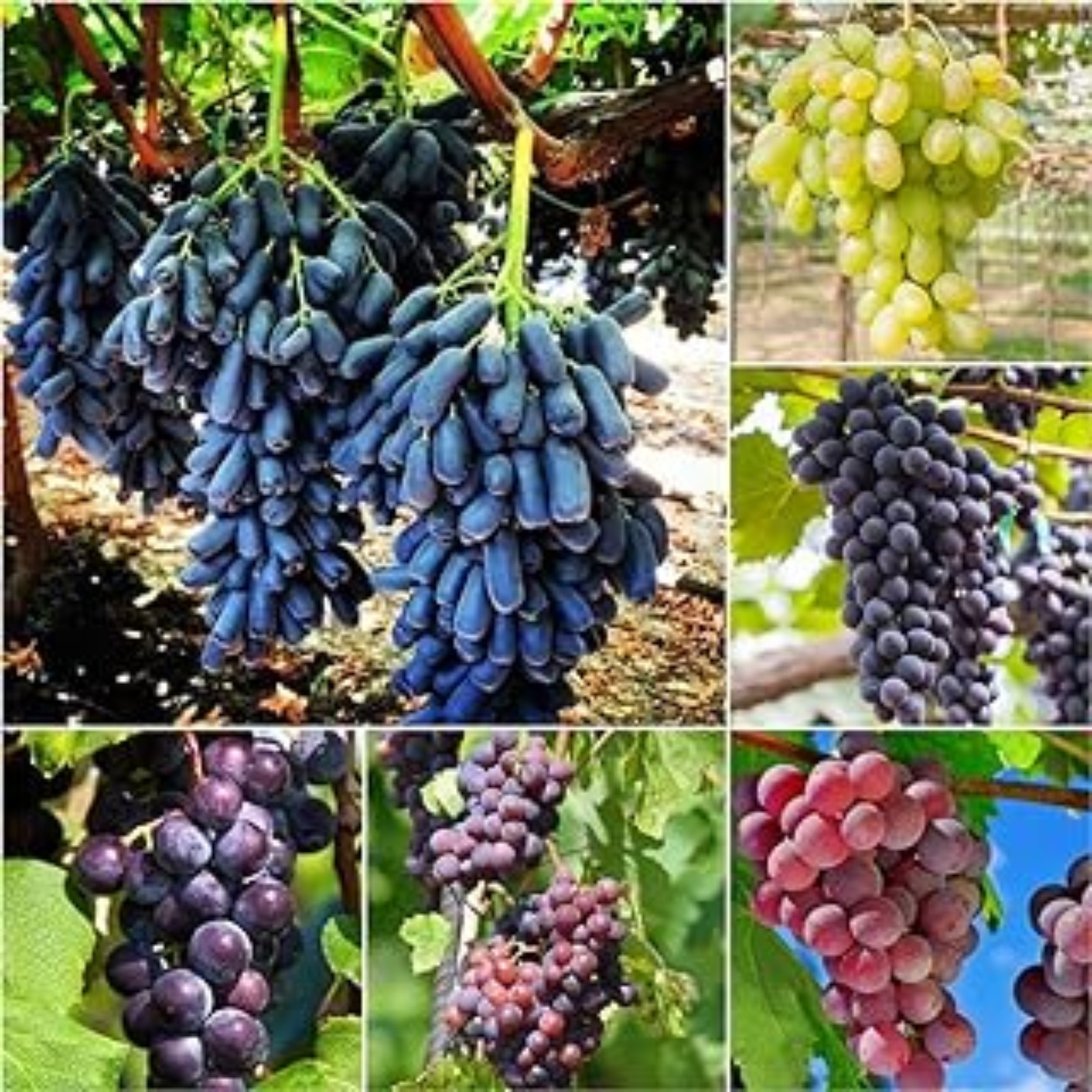 Grape Growing,Professional Planting,Grape Roots For Planting,Grape Vine ...