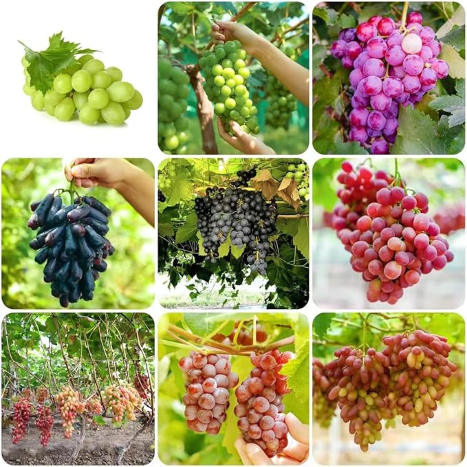 Grape Growing,Professional Planting,Grape Roots For Planting,Grape Vine ...