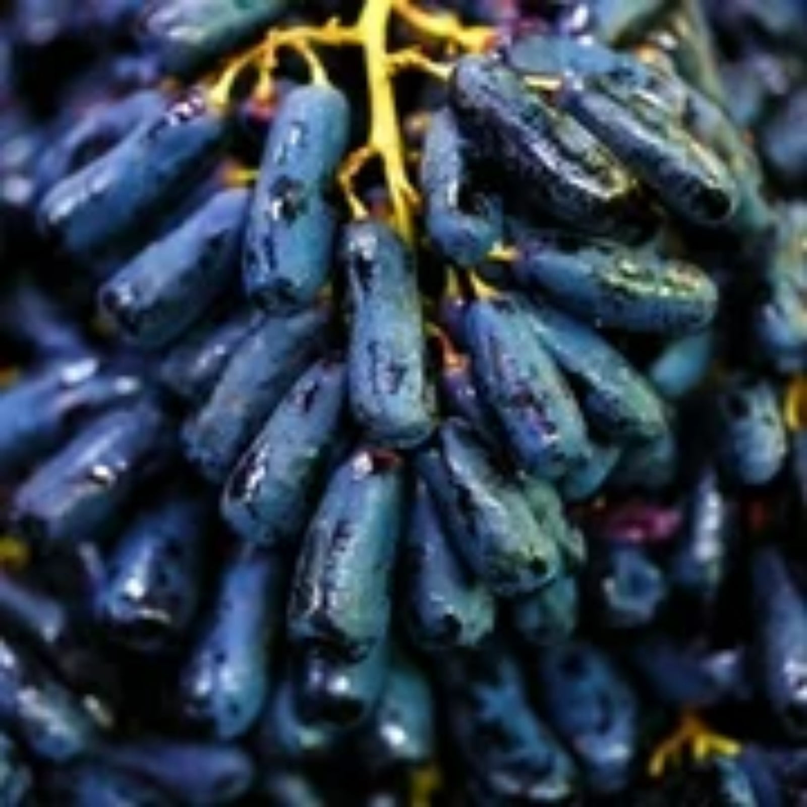 Grape Growing,Professional Planting,Grape Roots For Planting,Grape Vine ...