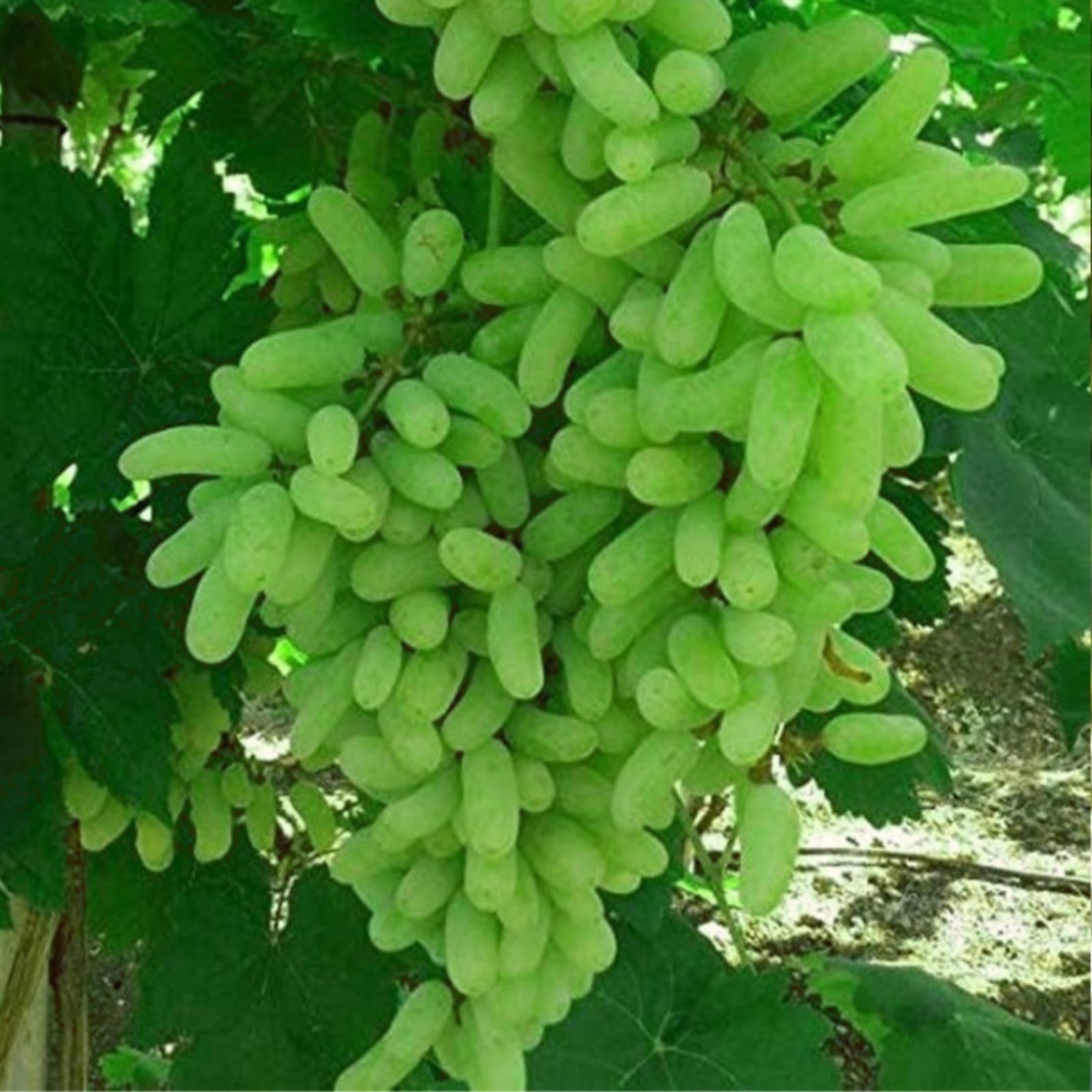 Grape Growing,Professional Planting,Grape Roots For Planting,Grape Vine ...
