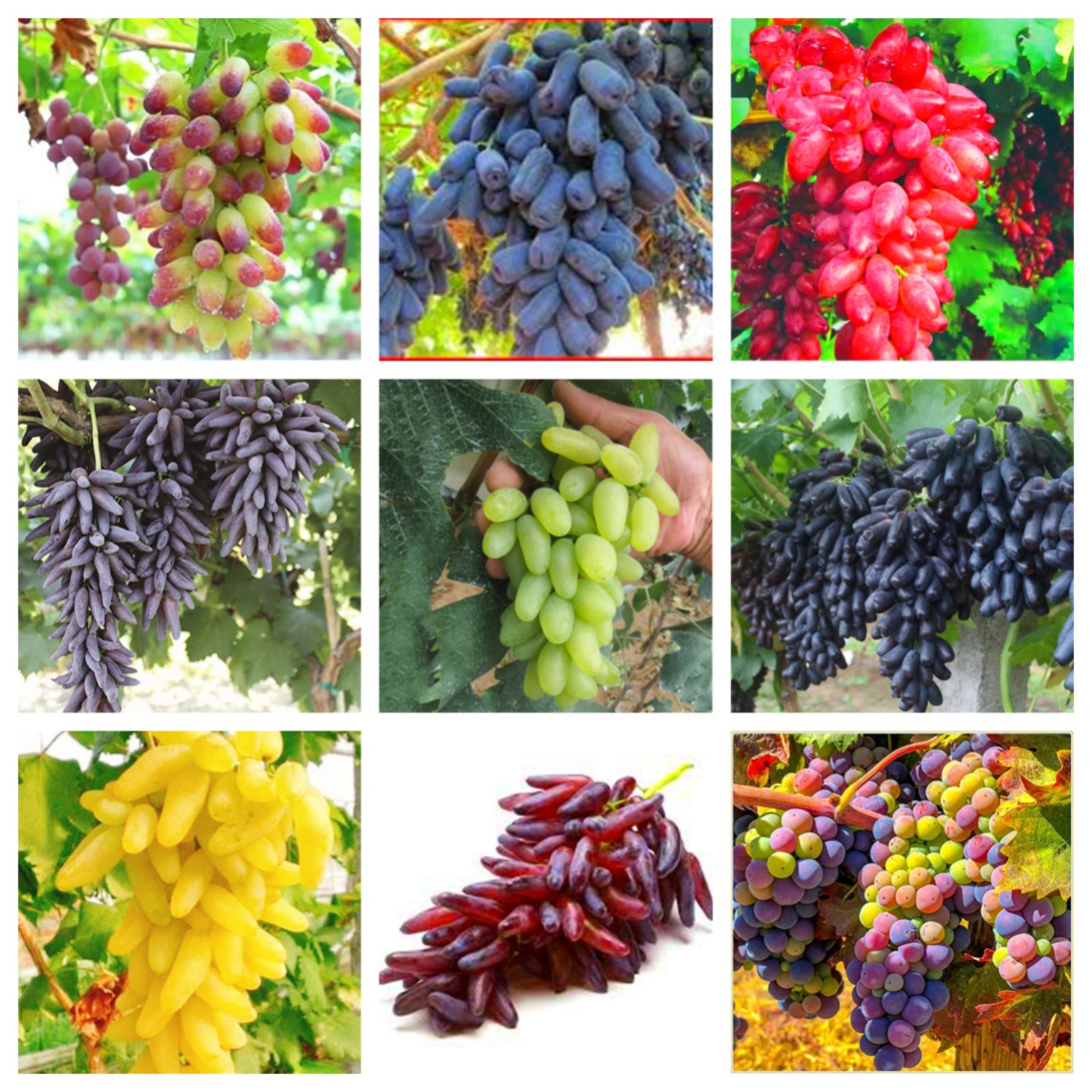 Grape Growing,Professional Planting,Grape Roots For Planting,Grape Vine ...