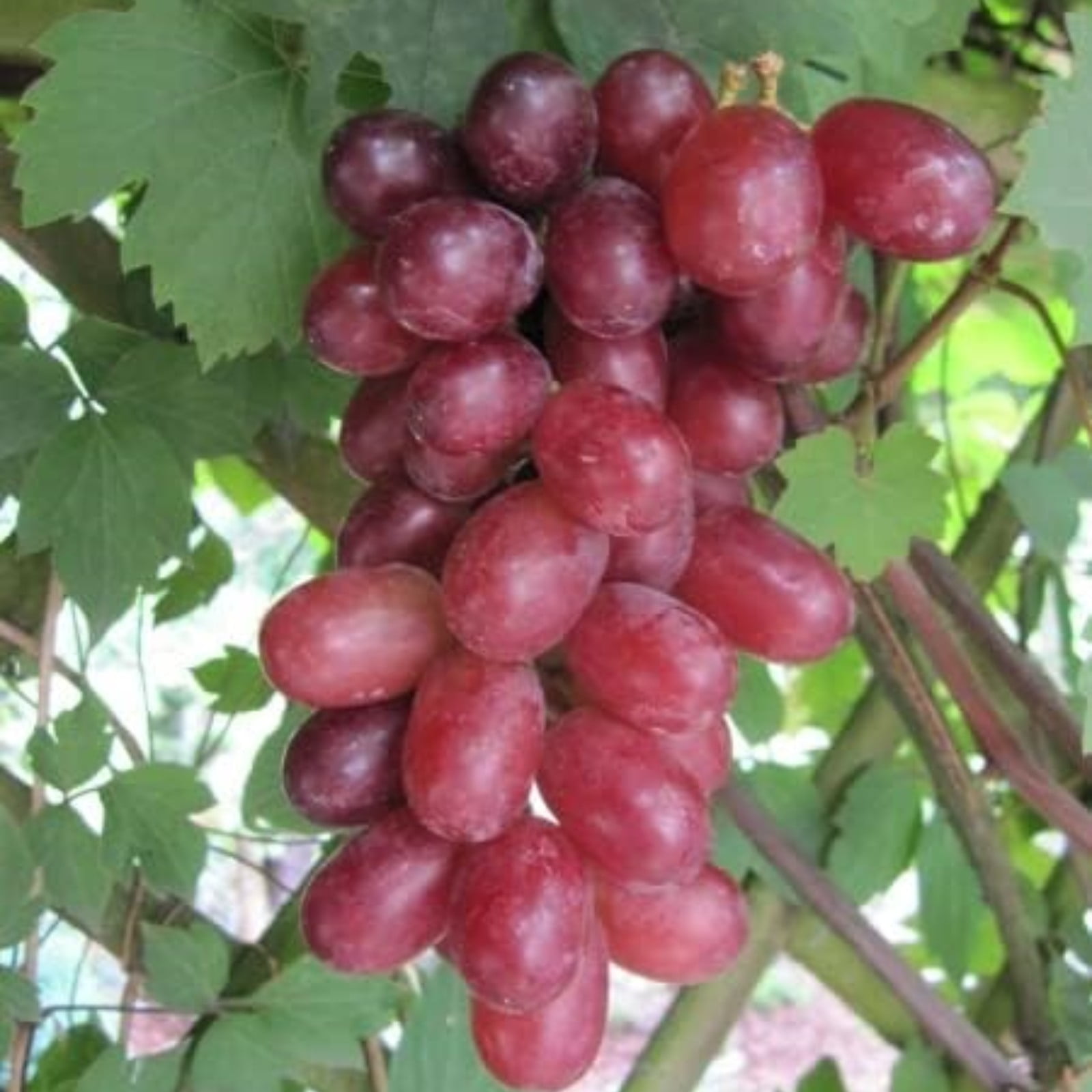 Grape Growing,Professional Planting,Grape Roots For Planting,Grape Vine ...