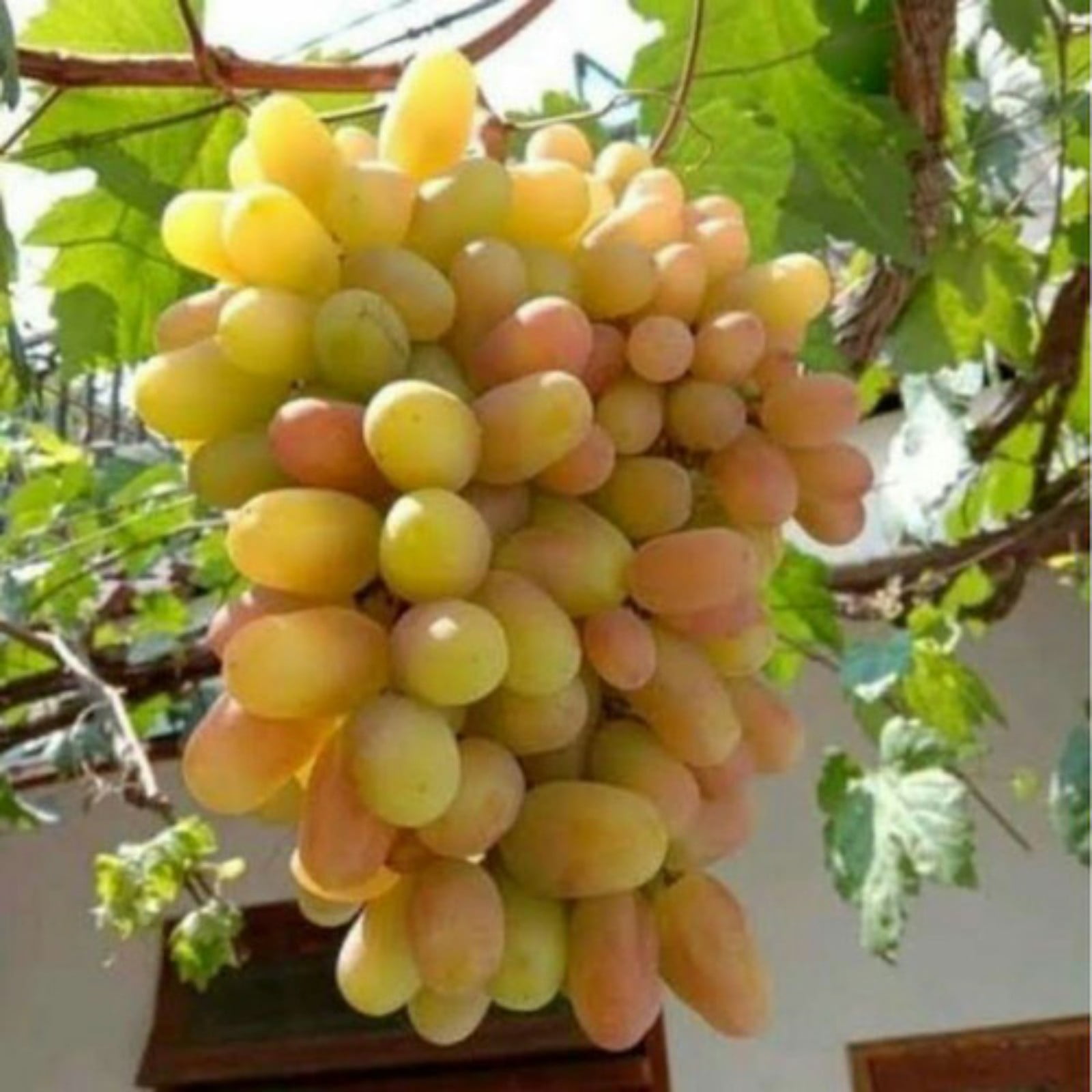 Grape Growing,Professional Planting,Grape Roots For Planting,Grape Vine ...