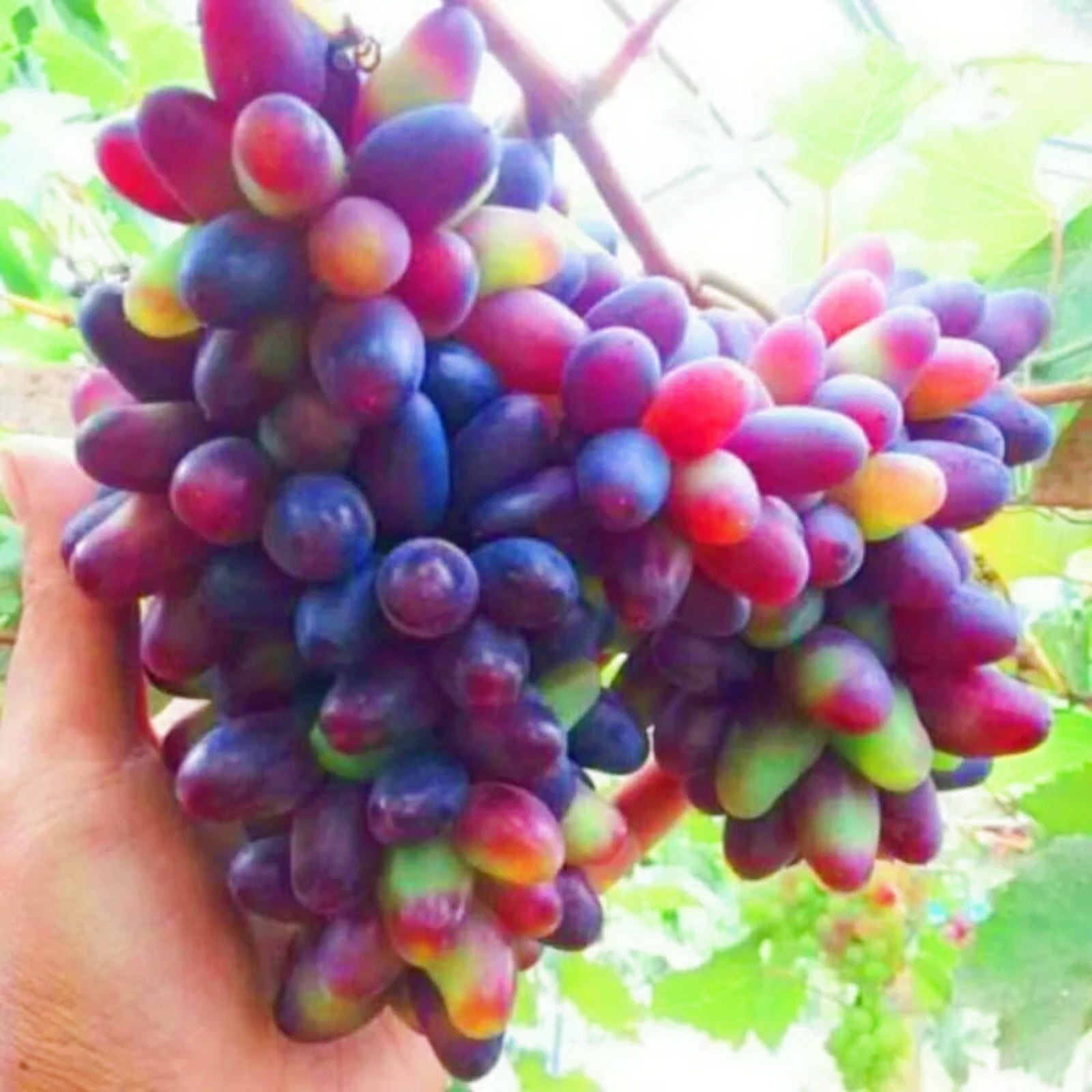 Grape Home Garden Decoration Can Grow Well in Pots - Walmart.com