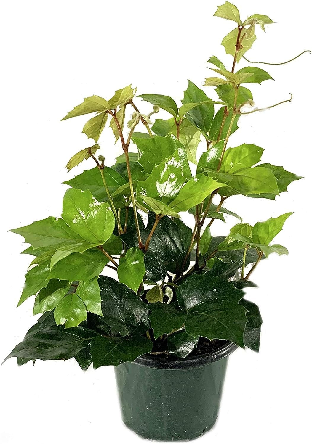Wekiva Foliage Grape Ivy - Cissus Rhombifolia Indoor Houseplant Vine in ...