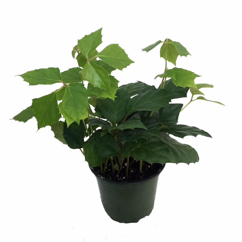 "Easy to Grow Grape Ivy Plant - Cissus Rhombifolia House Plant - 4 ...