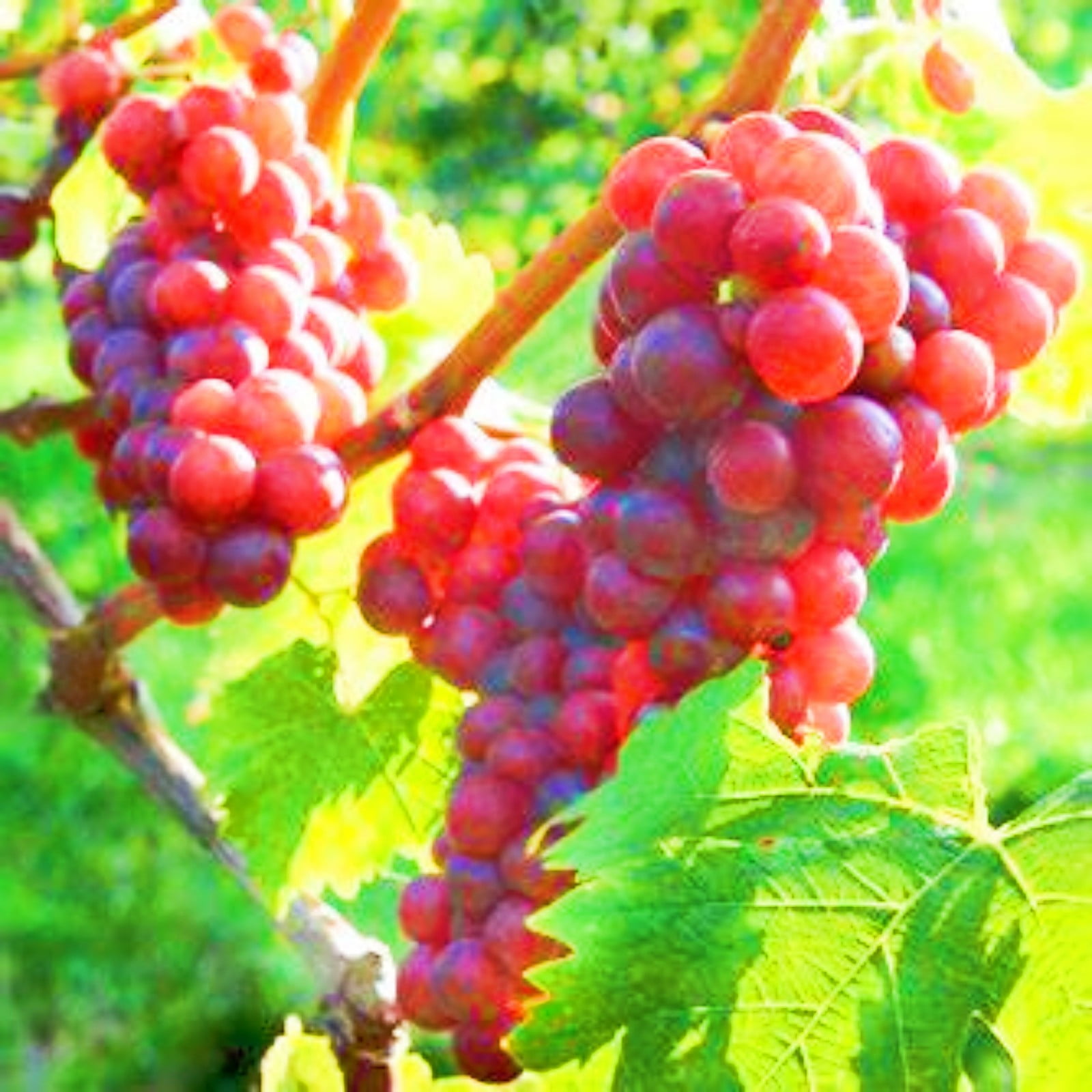 Grape Planting Beautiful Environment Planting for Pots - Walmart.com