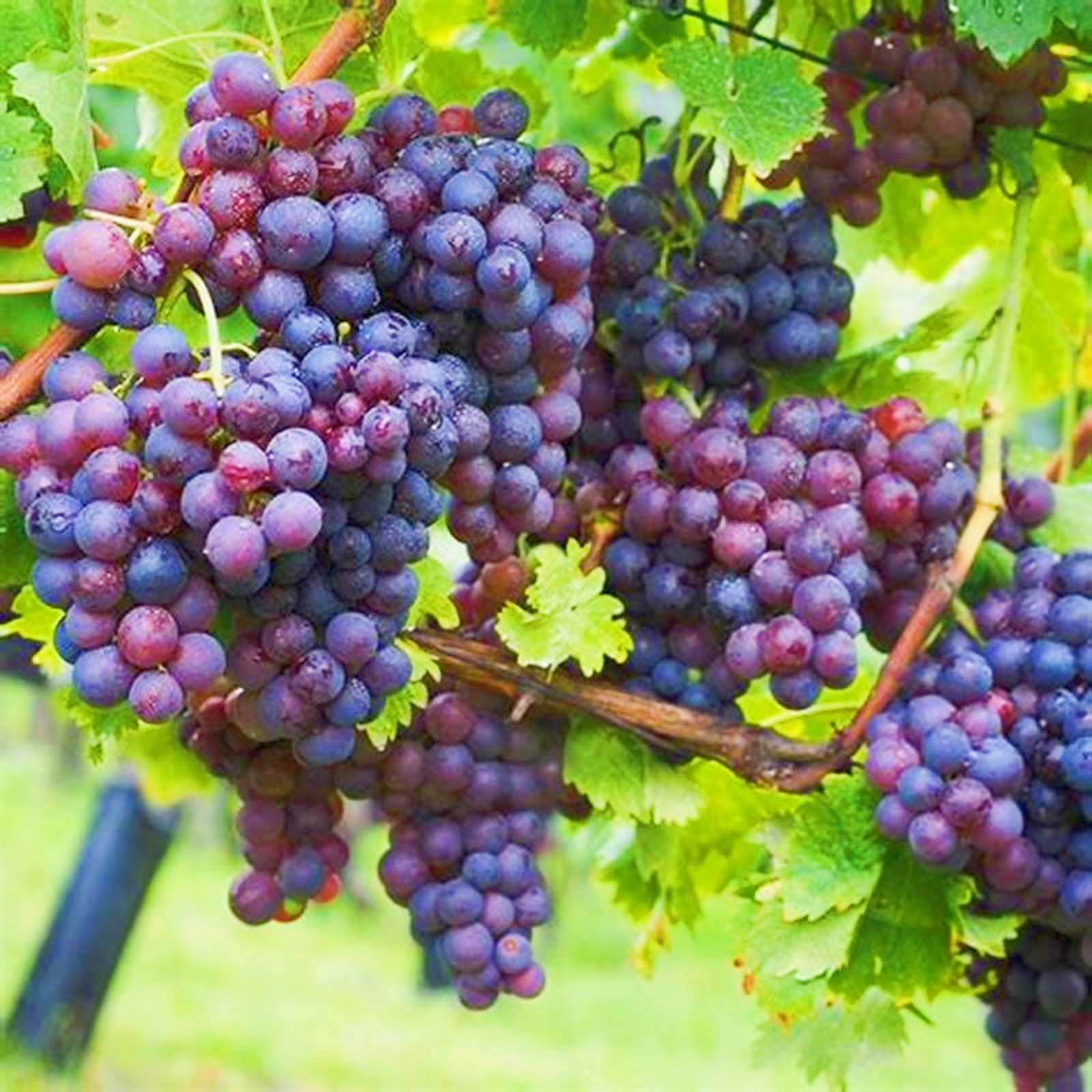 Grape Planting Beautiful Environment Planting for Pots - Walmart.com