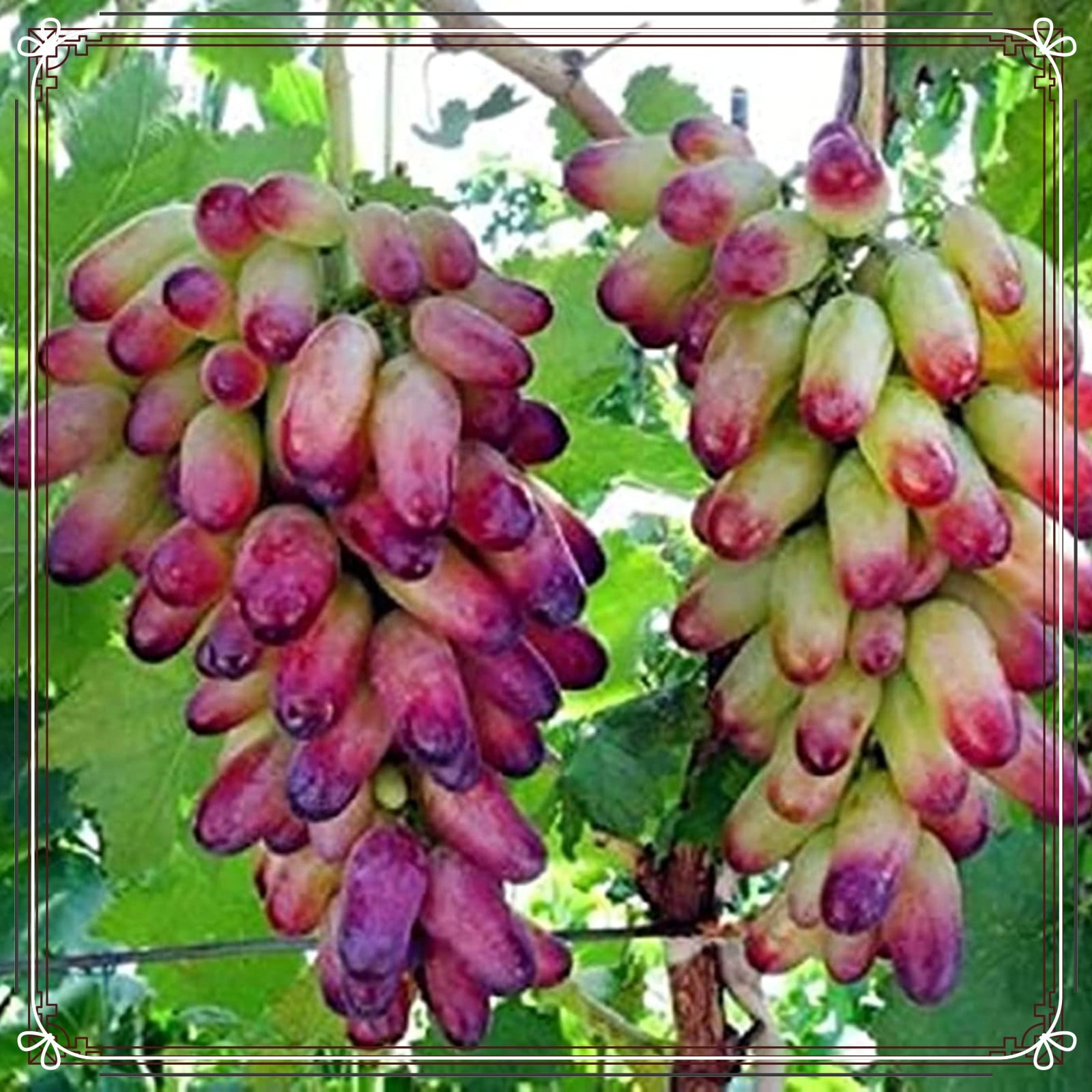 Grape Planting Pots To Grow Garden Planting - Walmart.com