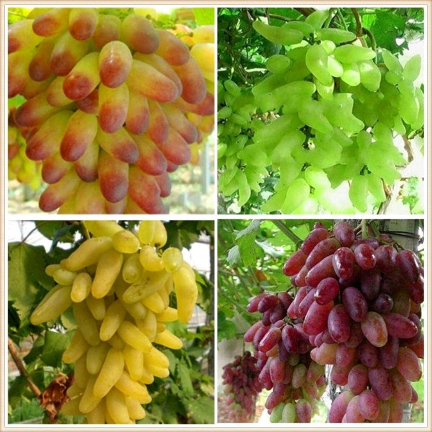 Grape Roots For Planting Grape Growing Grape Vine Plant Grapevine Grape ...