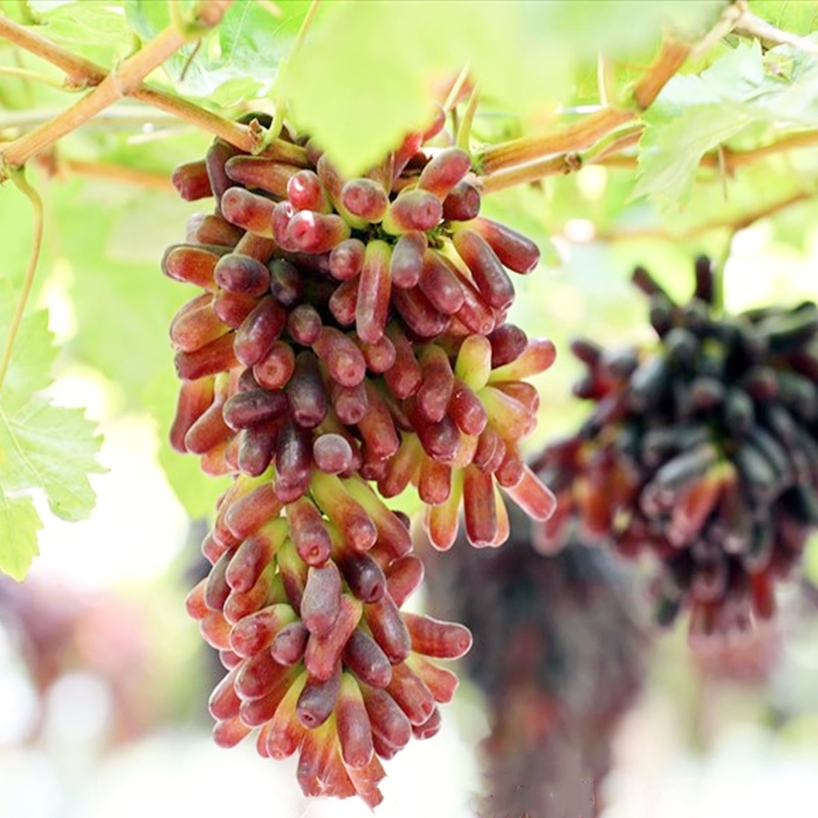 Grape Roots for Planting - Rare and Delicious Varieties - Easy to Grow ...