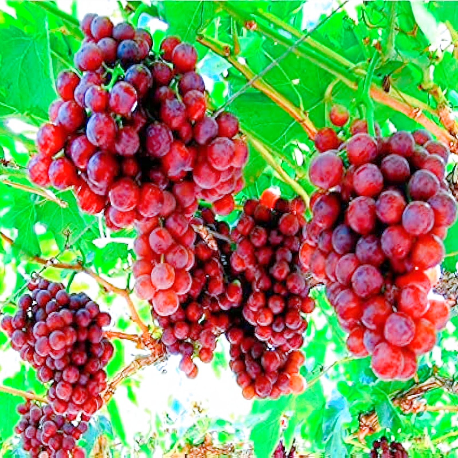 Grape Roots for Planting - Rare and Delicious Varieties - Easy to Grow ...