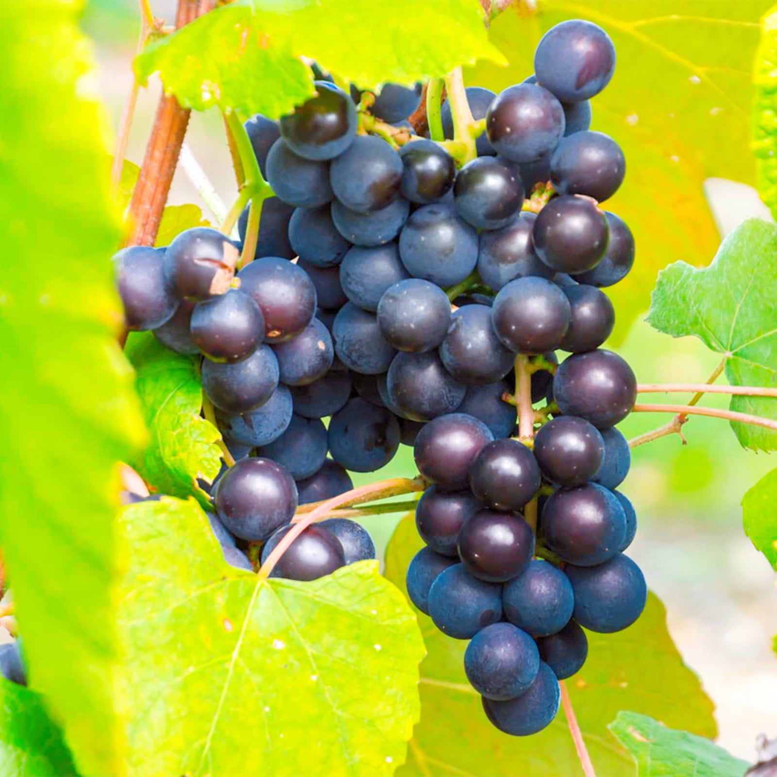 Grape Roots for Planting - Rare and Delicious Varieties - Easy to Grow ...